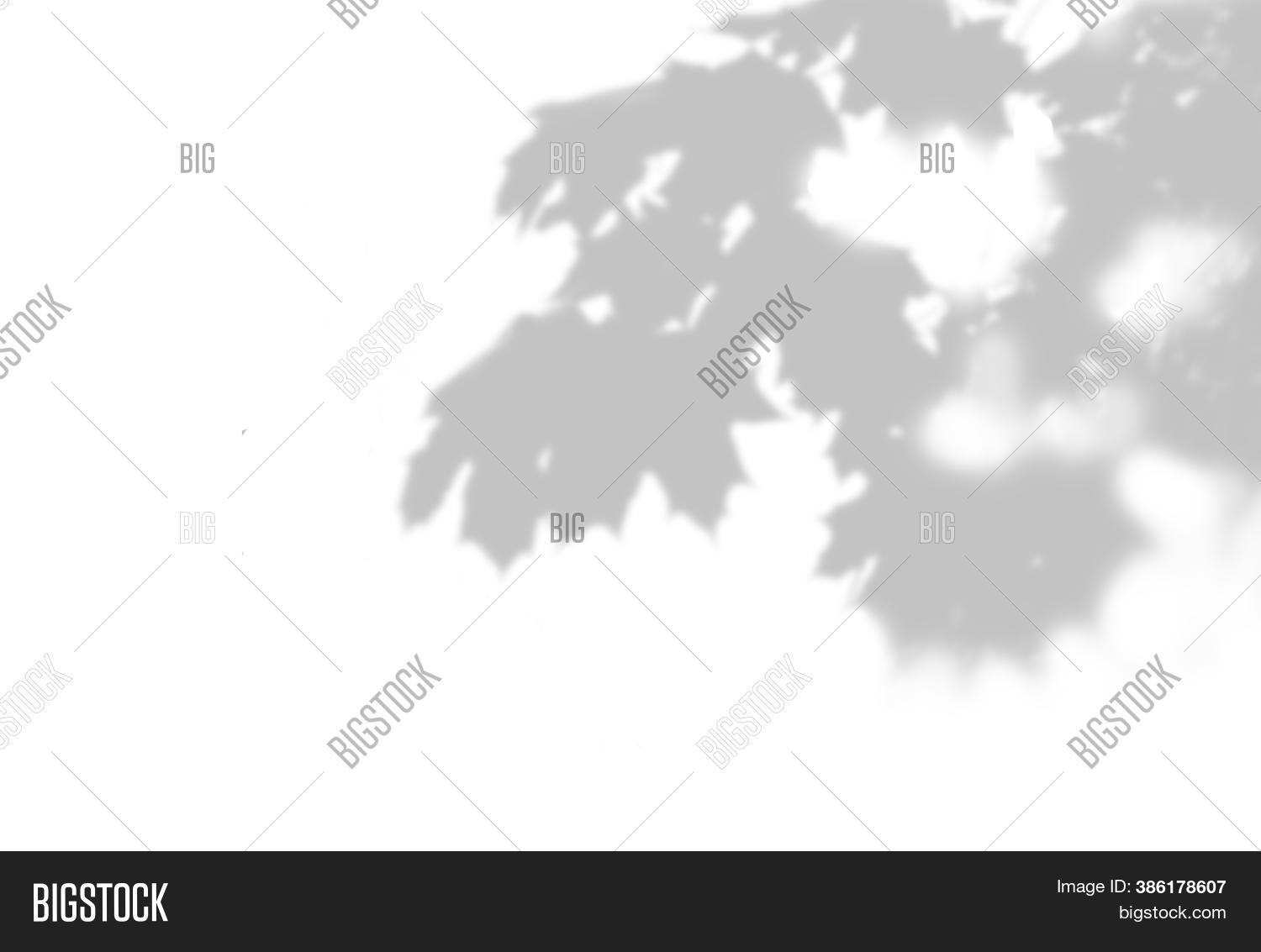 Shadow Maple Branch On Image & Photo (Free Trial) | Bigstock
