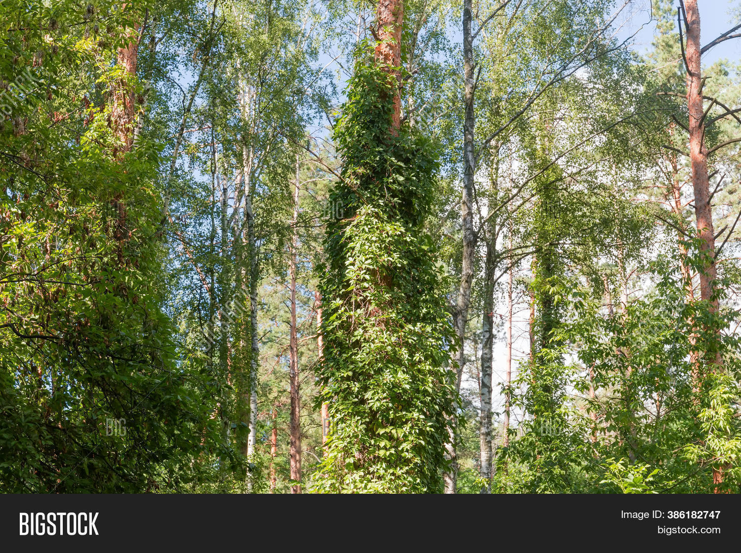 Fragment Forest Trees Image & Photo (Free Trial) | Bigstock