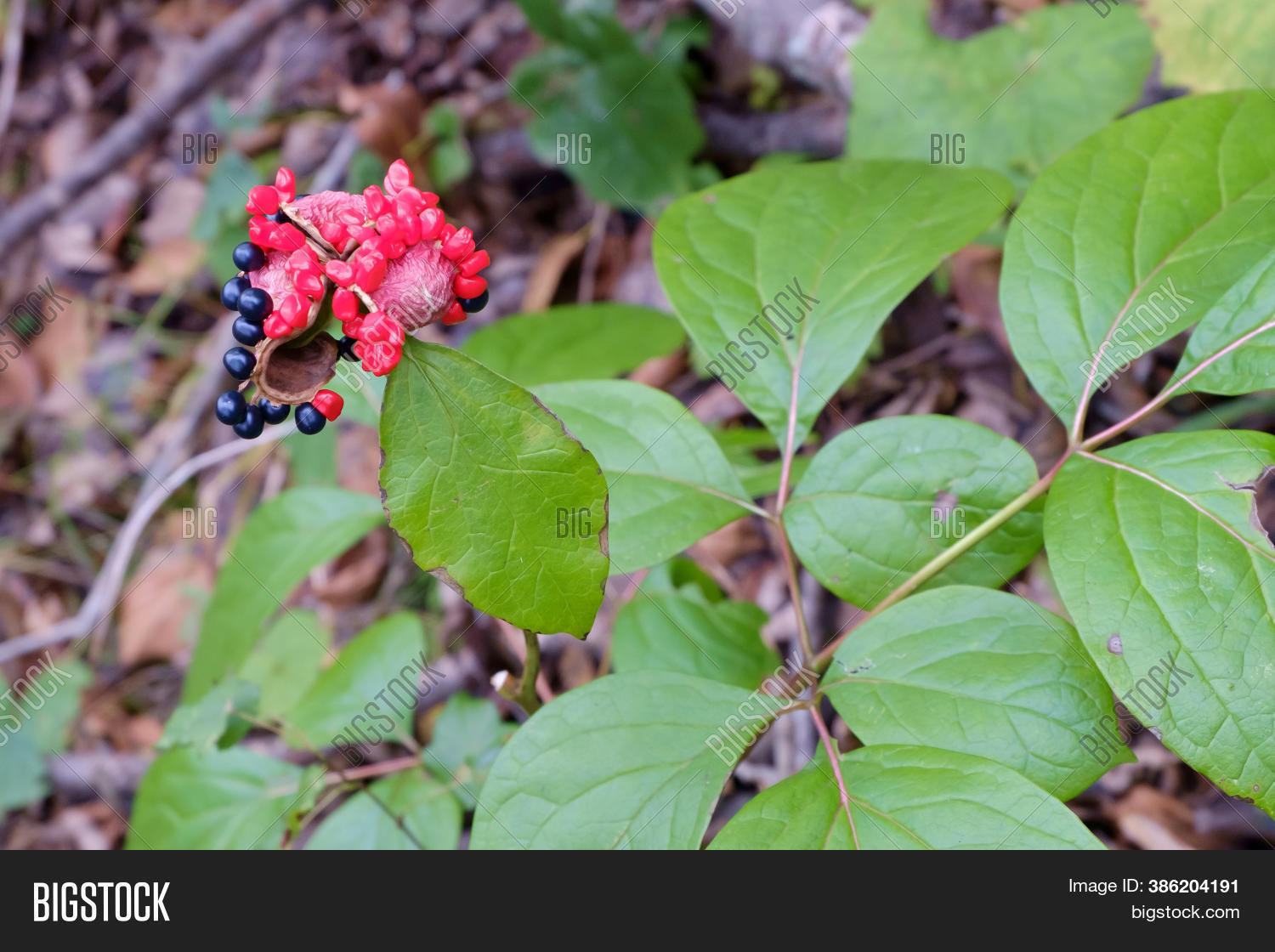 Paeonia Obovata. Image & Photo (Free Trial) | Bigstock