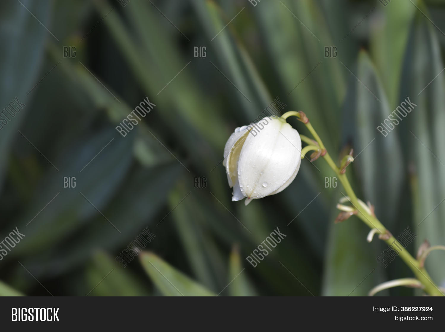 Spanish Dagger Flower Image & Photo (Free Trial) | Bigstock