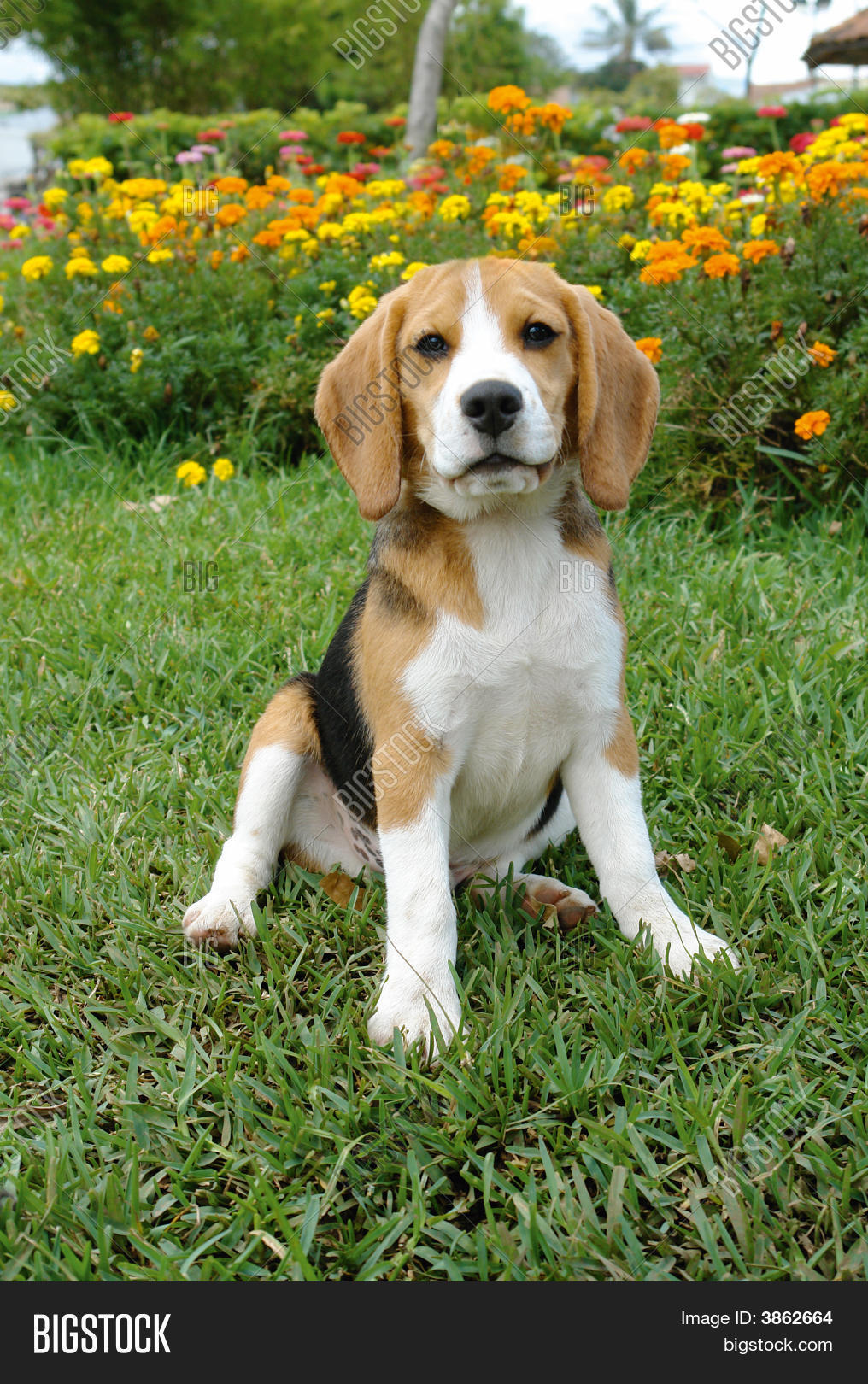 Beagle Sit Image & Photo (Free Trial) | Bigstock