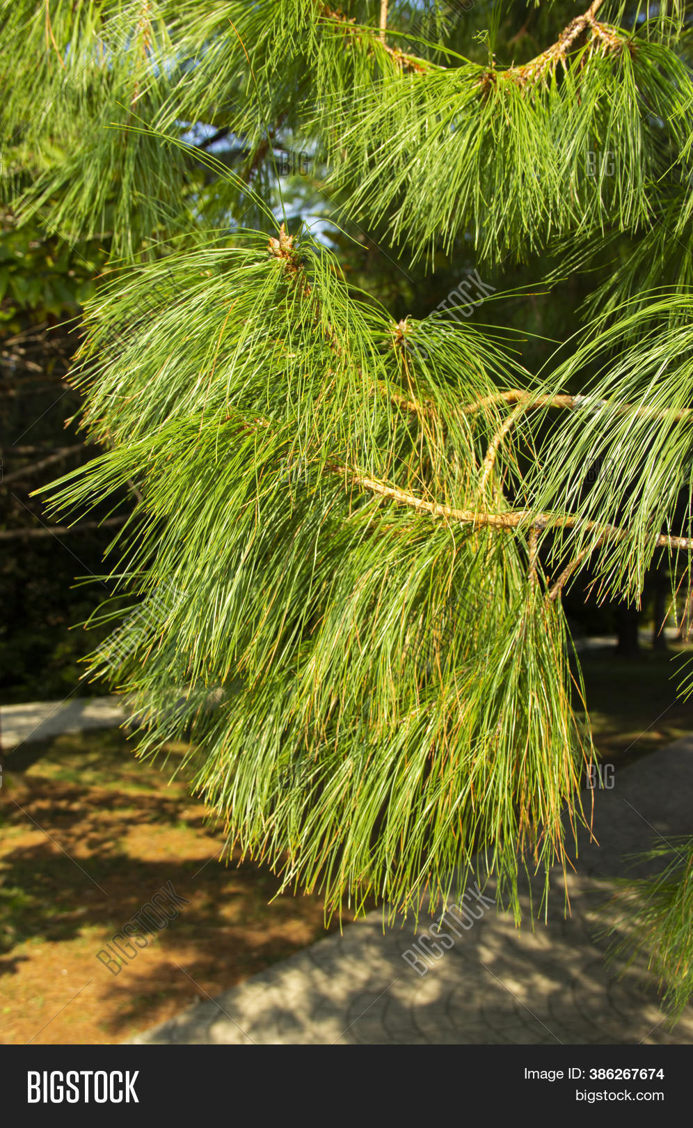 Pinus Patula. Pinus Image & Photo (Free Trial) | Bigstock