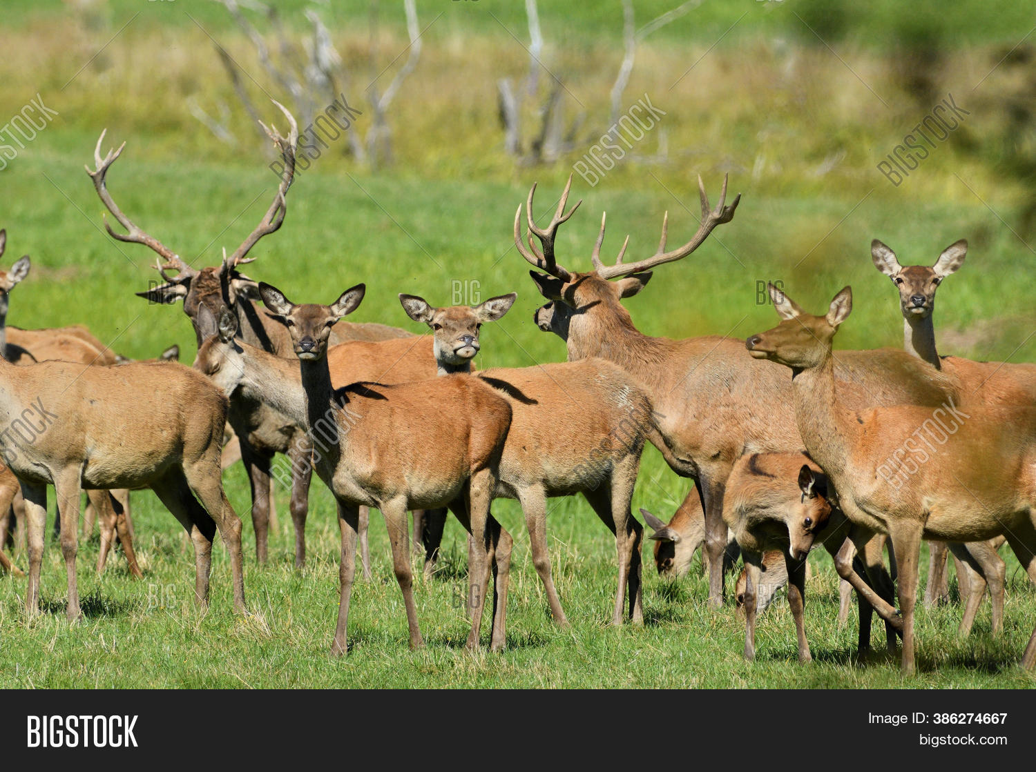 Herd Deer Buck Ladies Image & Photo (Free Trial) | Bigstock
