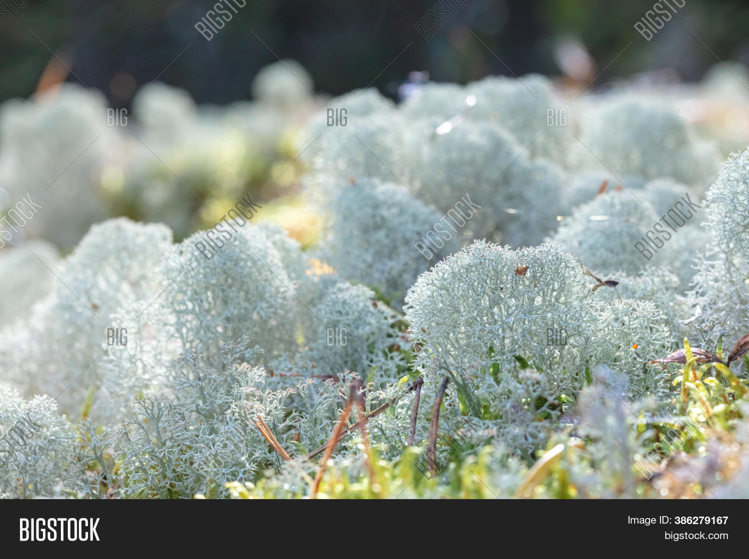 Yagel, Beautiful Deer Image & Photo (Free Trial) | Bigstock