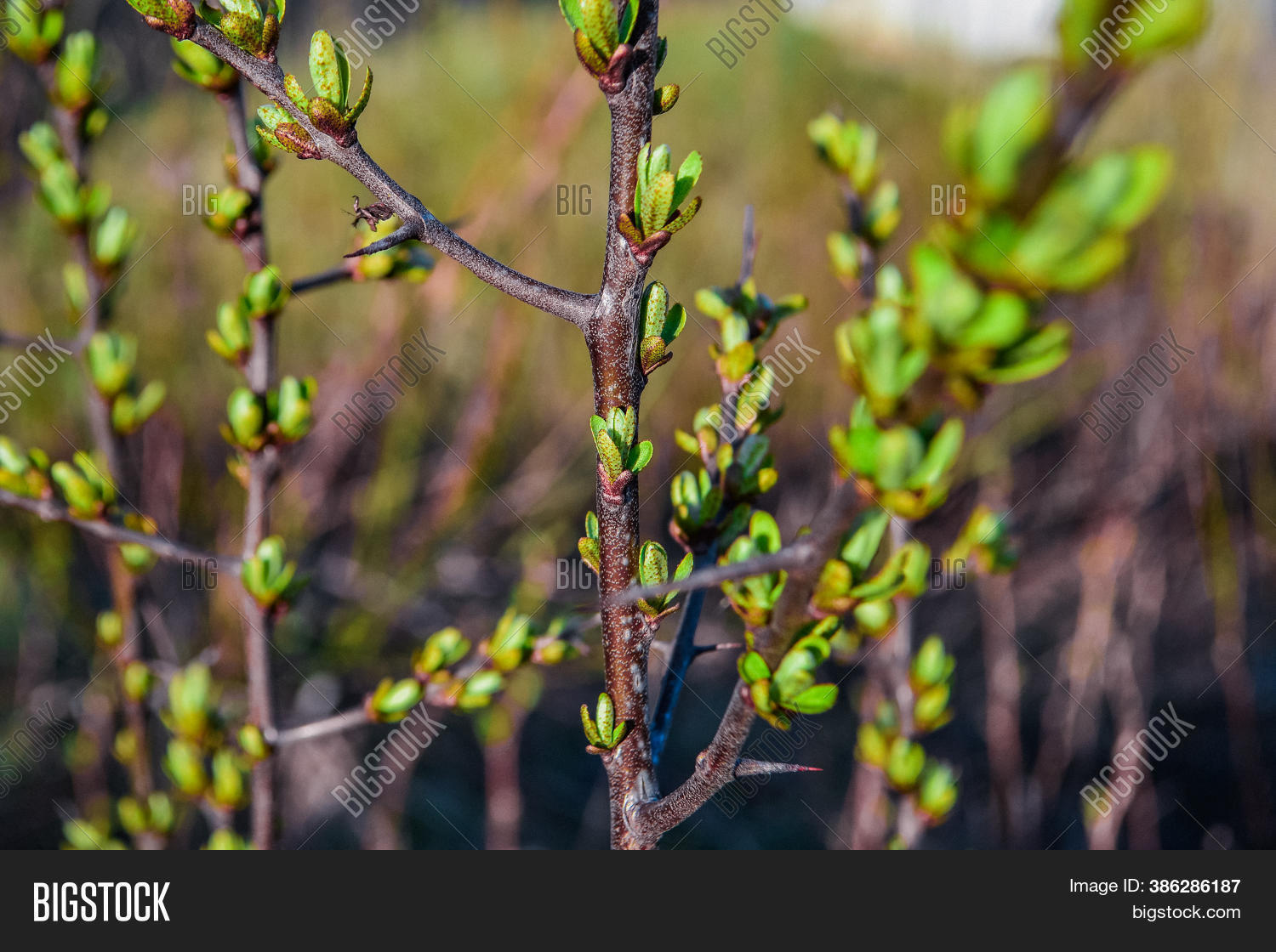 Brown Branches Bush Image & Photo (Free Trial) | Bigstock