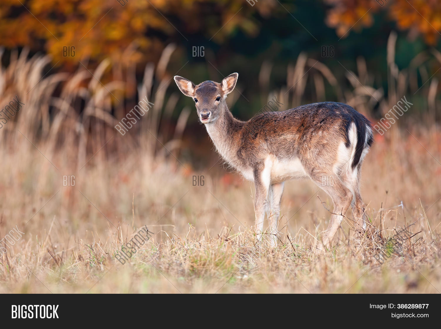 Little Fallow Deer Image & Photo (Free Trial) | Bigstock