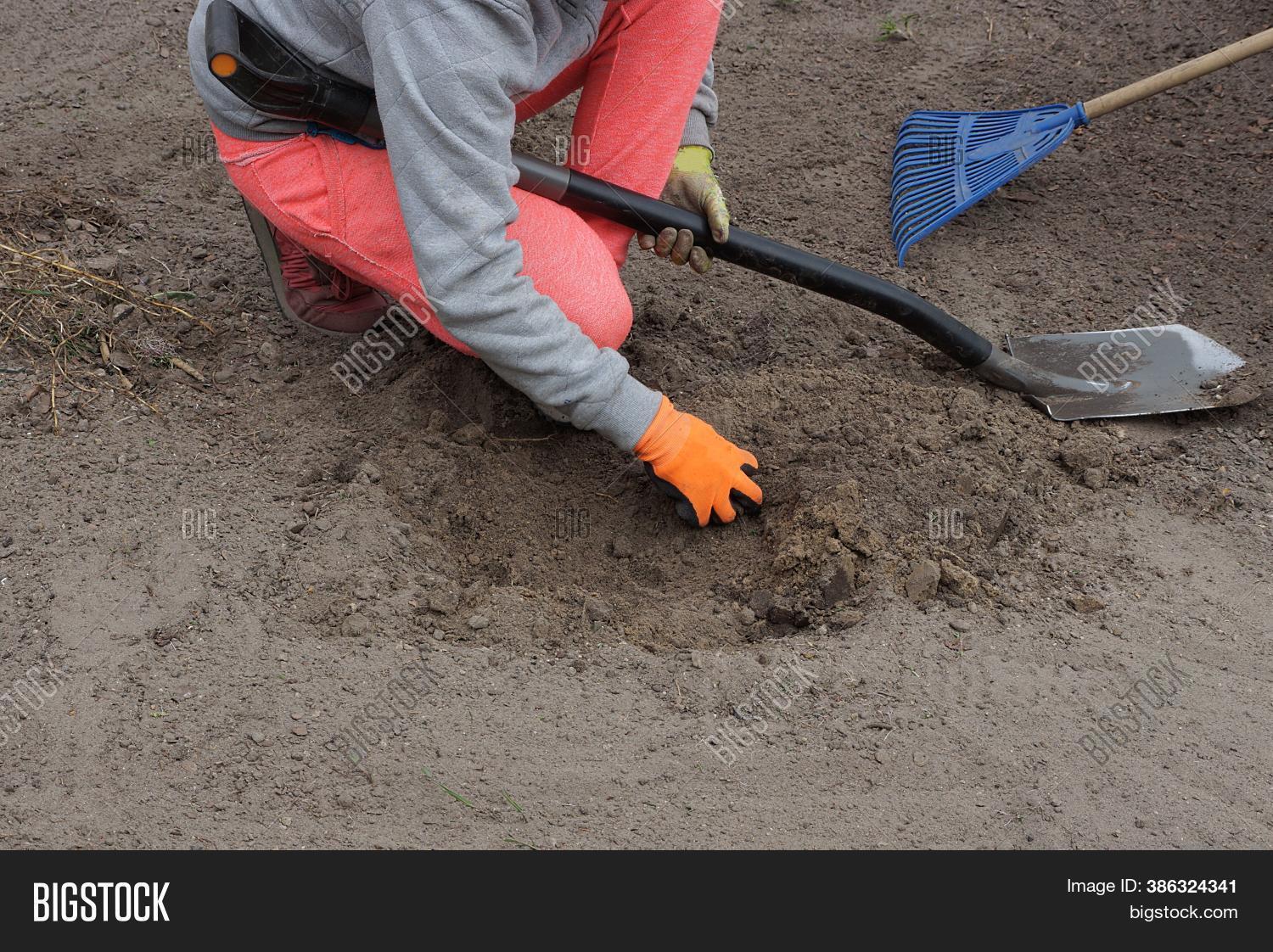 Farmer Shovel Rakes Image & Photo (Free Trial) | Bigstock