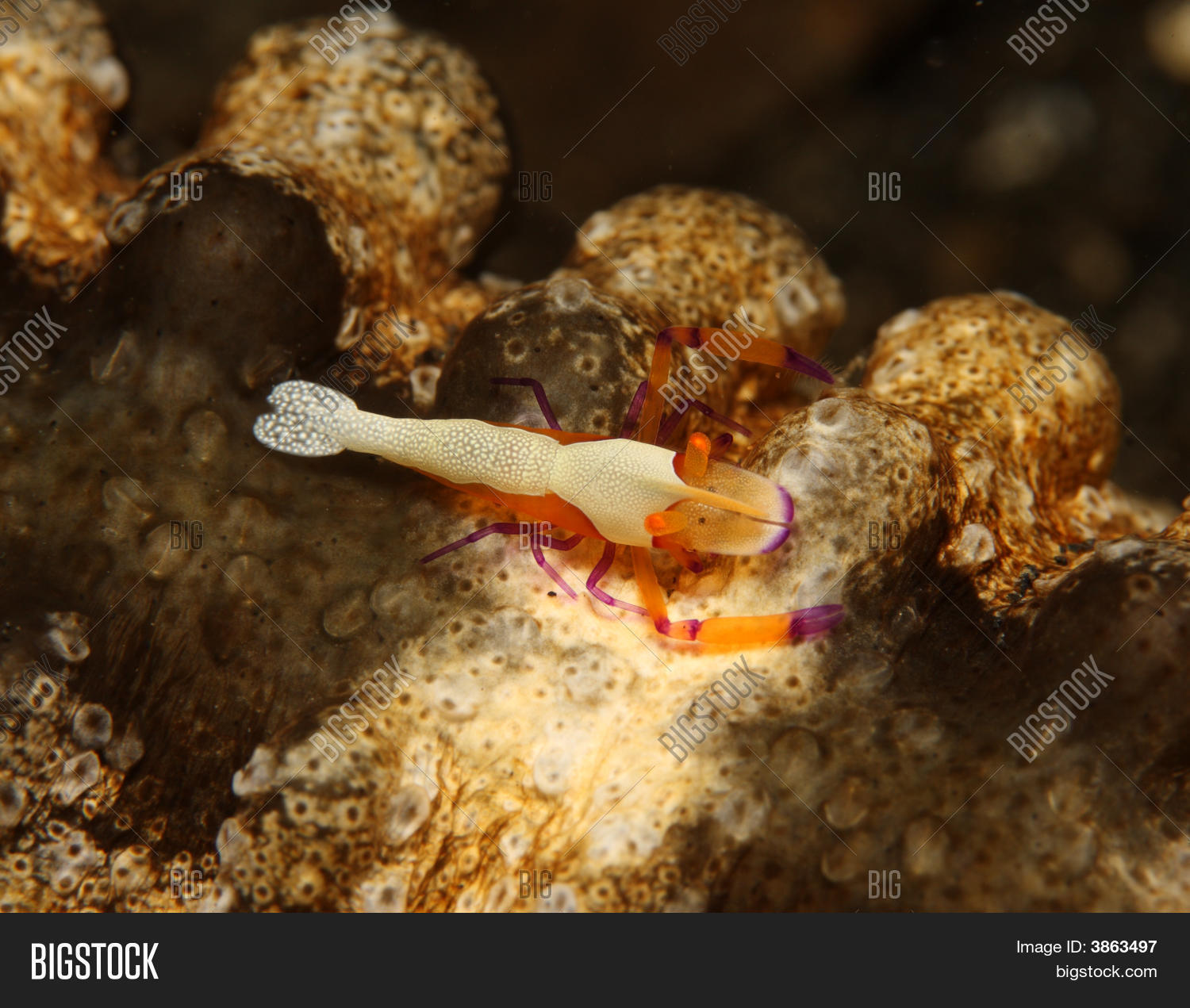 Emperor Shrimp Image & Photo (Free Trial) | Bigstock
