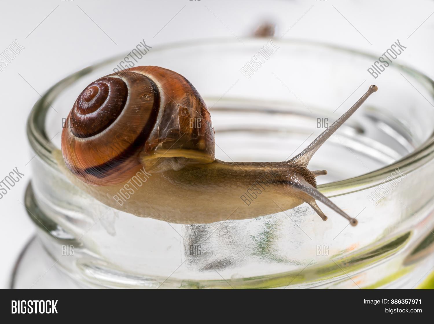 Slimy Snail