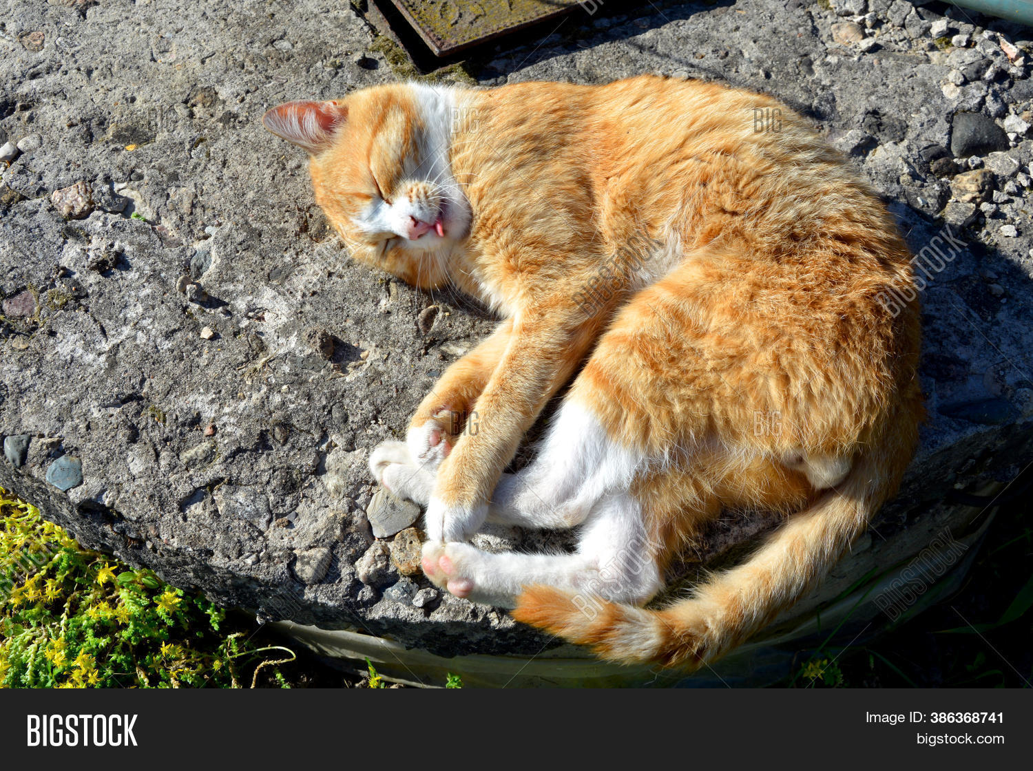 Red Cat Basking Sun Image & Photo (Free Trial) | Bigstock