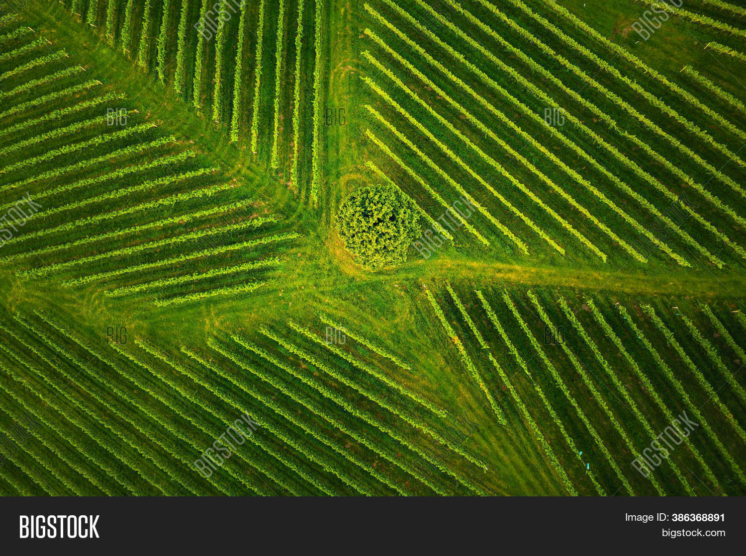 Top View Vineyard Image & Photo (Free Trial) | Bigstock