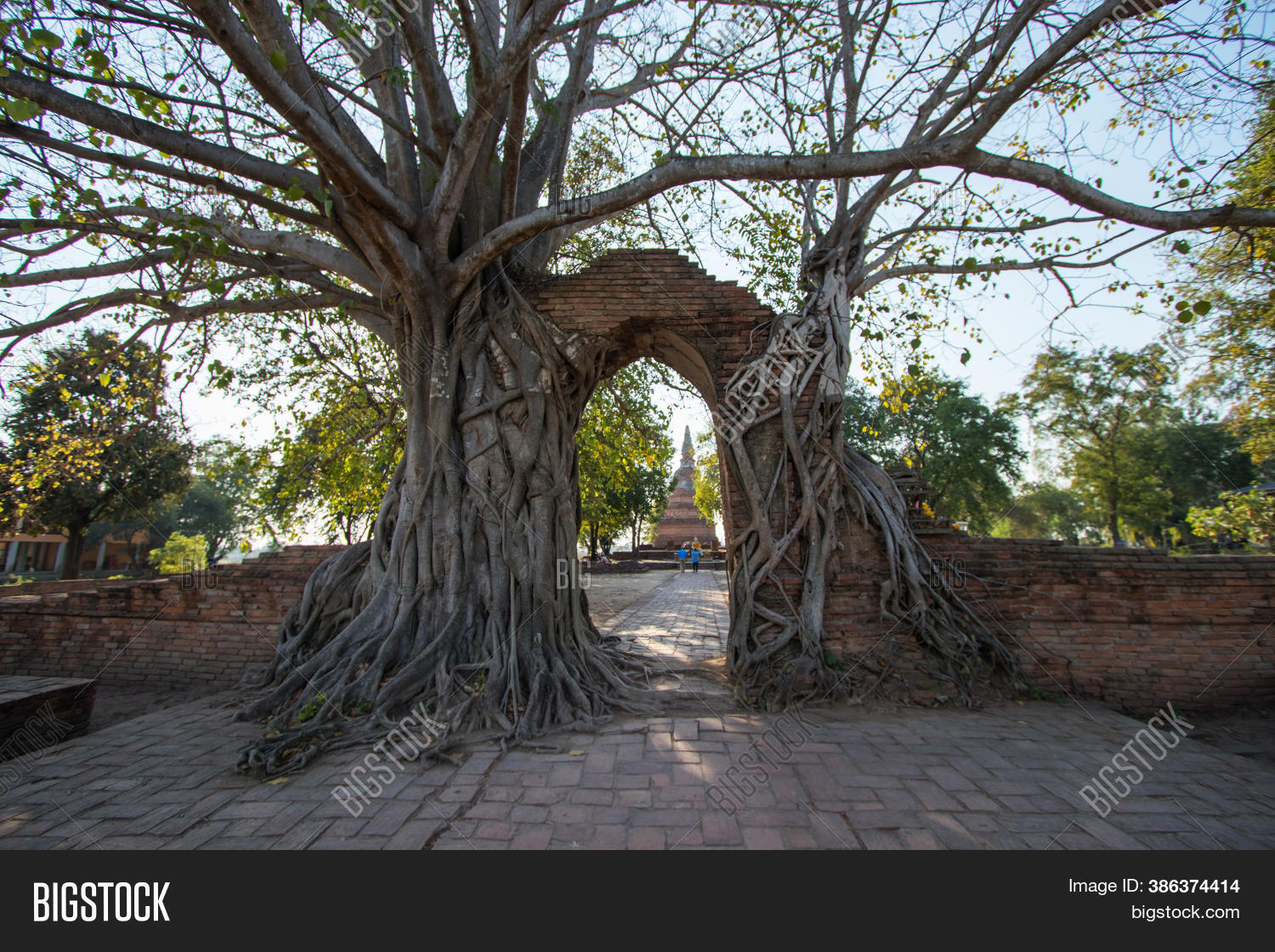 Arch That Covers Roots Image & Photo (Free Trial) | Bigstock