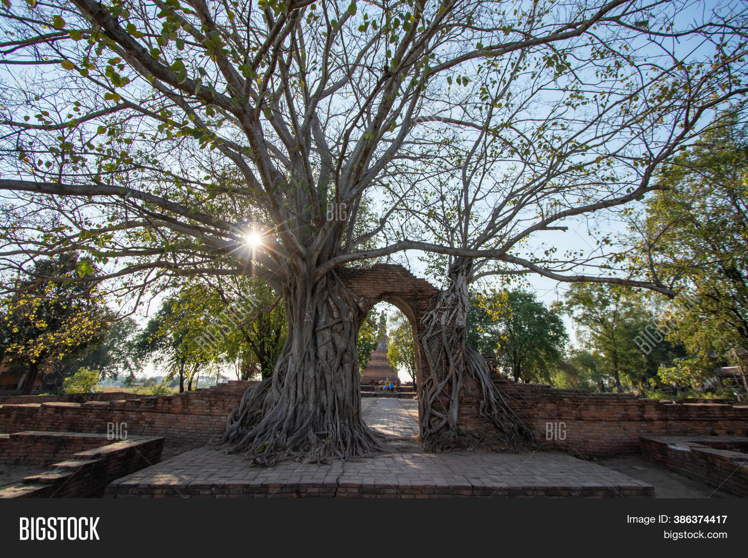 Arch That Covers Roots Image & Photo (Free Trial) | Bigstock