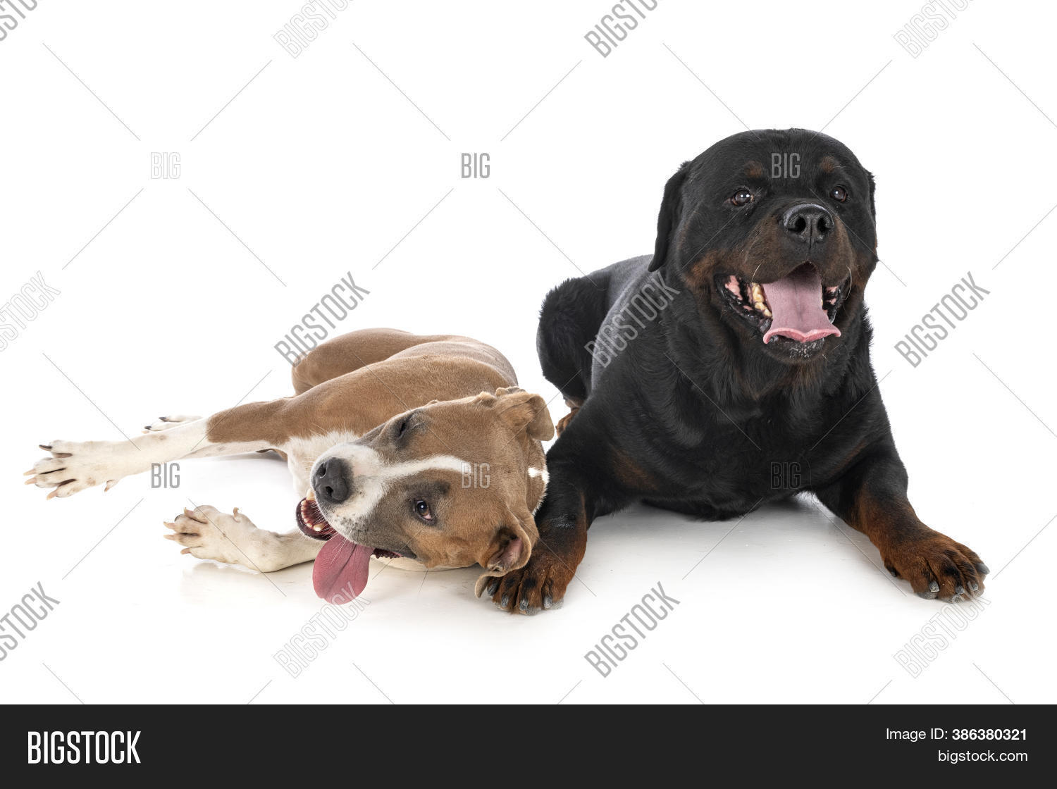 American Staffordshire Image & Photo (Free Trial) | Bigstock