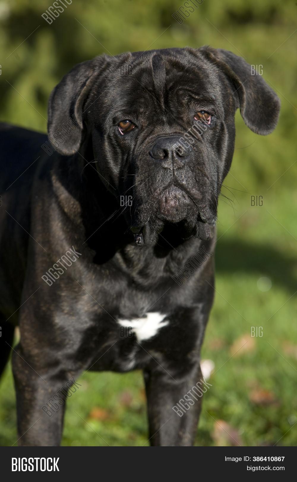 Cane Corso, Dog Breed Image & Photo (Free Trial) | Bigstock