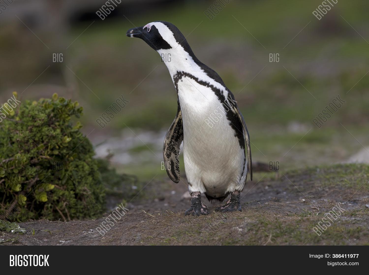 Jackass Penguin Image & Photo (Free Trial) | Bigstock