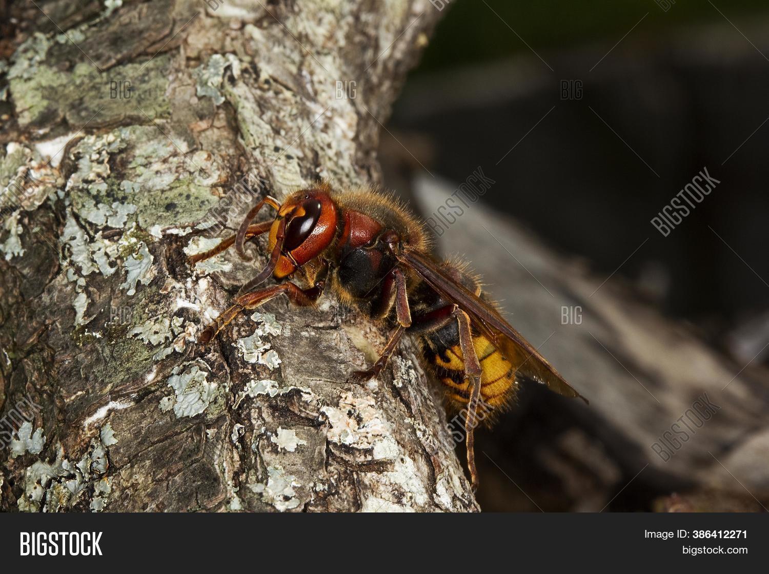 Hornet, Vespa Crabo, Image & Photo (Free Trial) | Bigstock