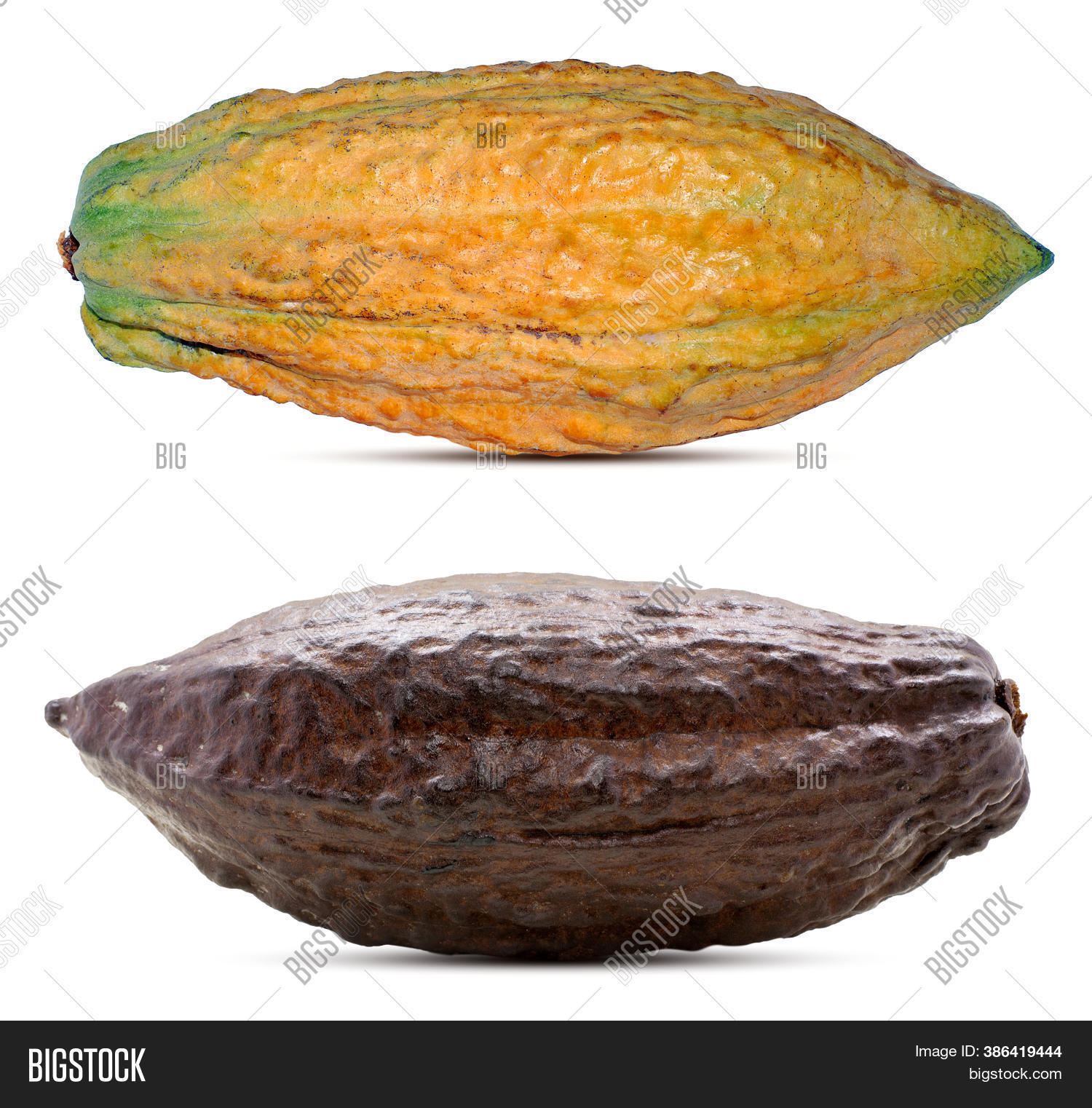 Cacao Cocoa Fruits Image & Photo (Free Trial) | Bigstock