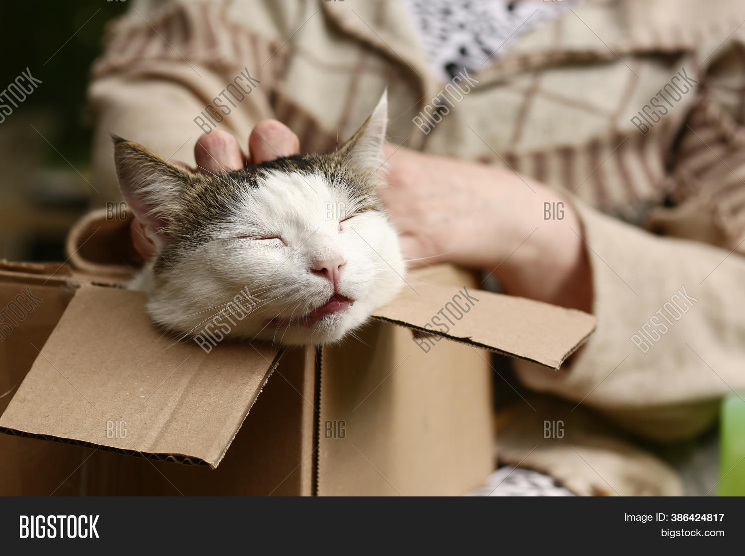 Country Funny Cat Box Image & Photo (Free Trial) | Bigstock