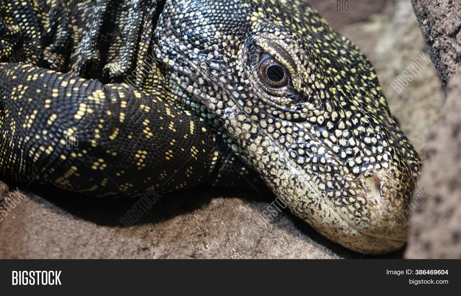 Full Grown Crocodile Monitor