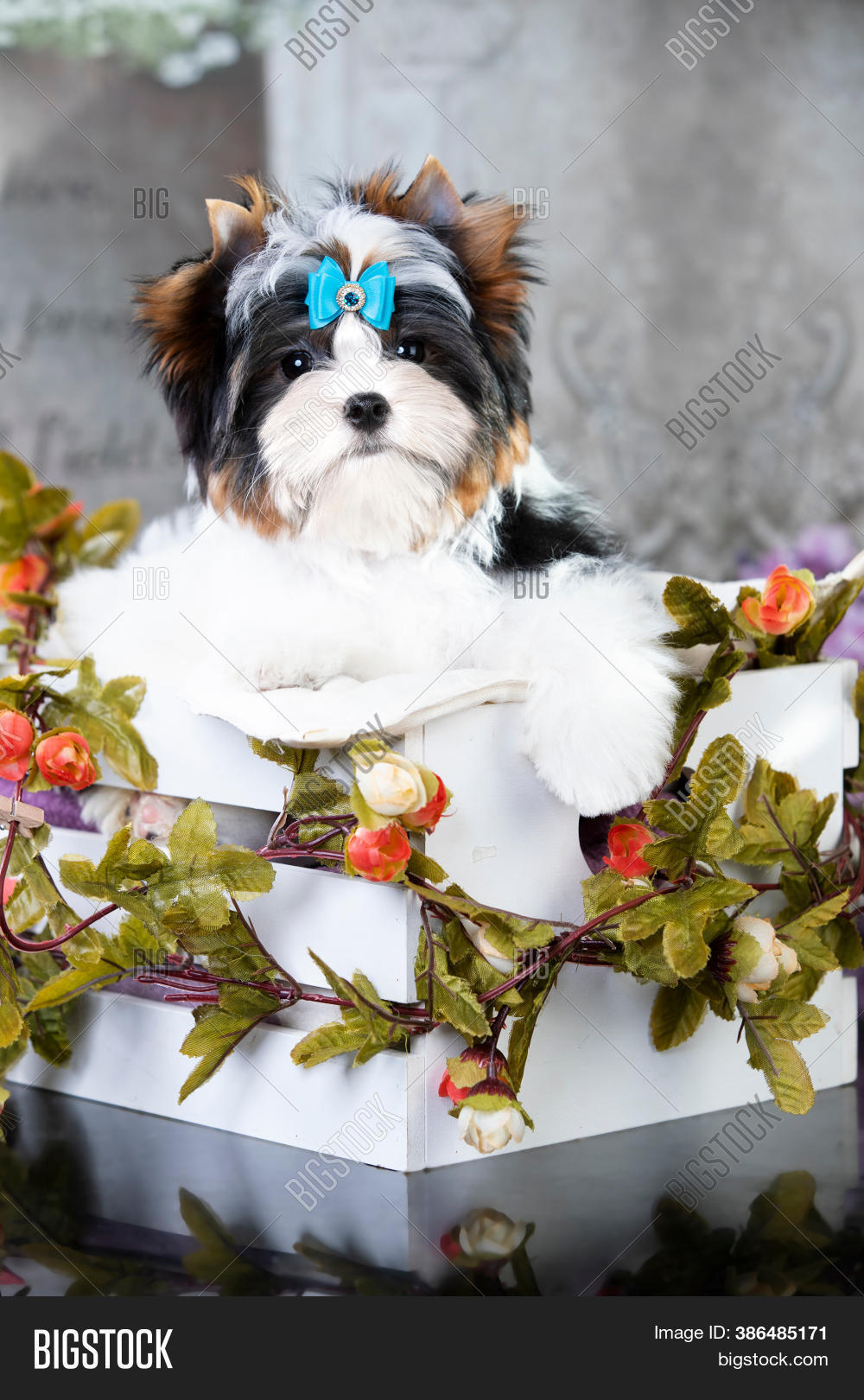 Puppy Dog Biewer Image & Photo (Free Trial) | Bigstock