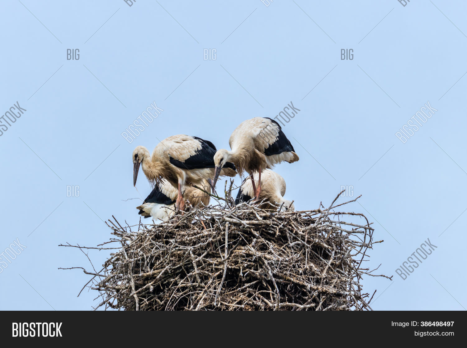 European White Stork Image & Photo (Free Trial) | Bigstock
