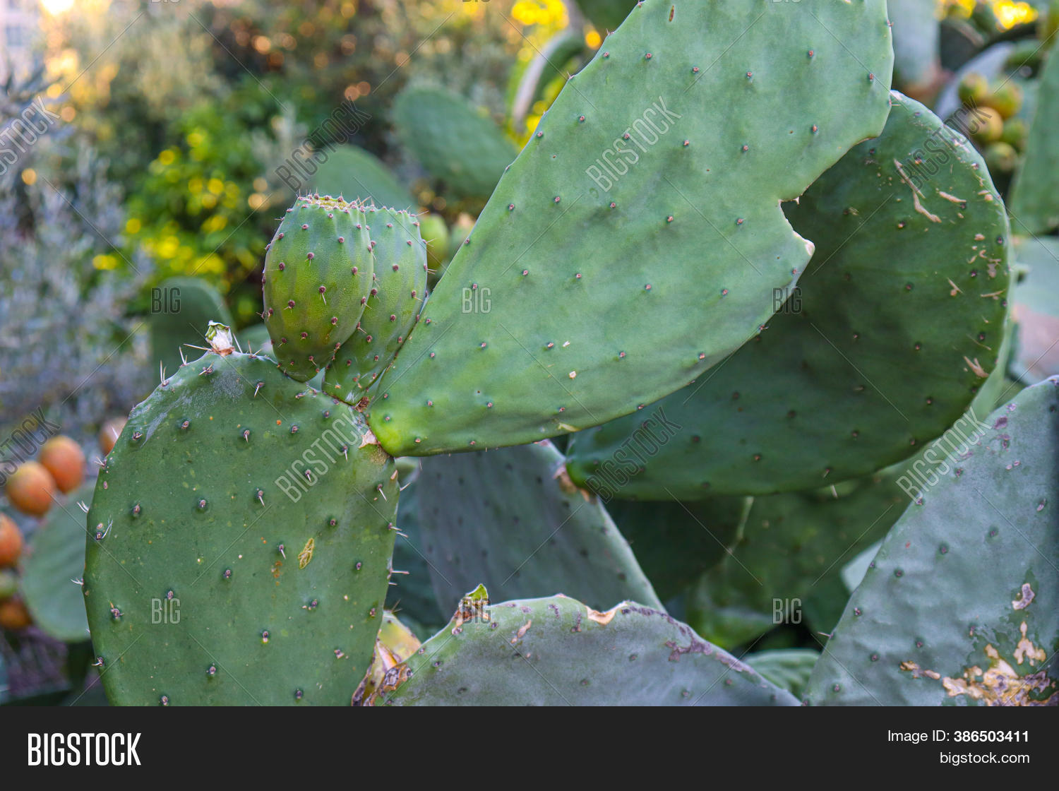 Prickly Pears On Plant Image & Photo (Free Trial) | Bigstock