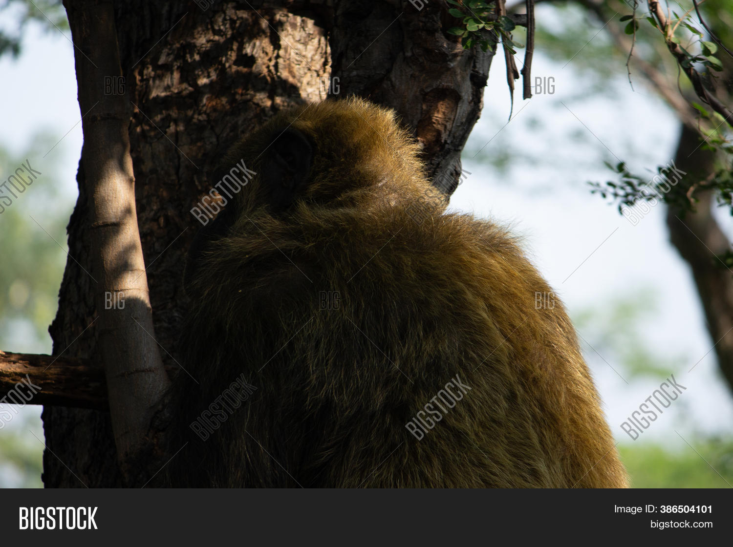 Young Gigantic Male Image & Photo (Free Trial) | Bigstock