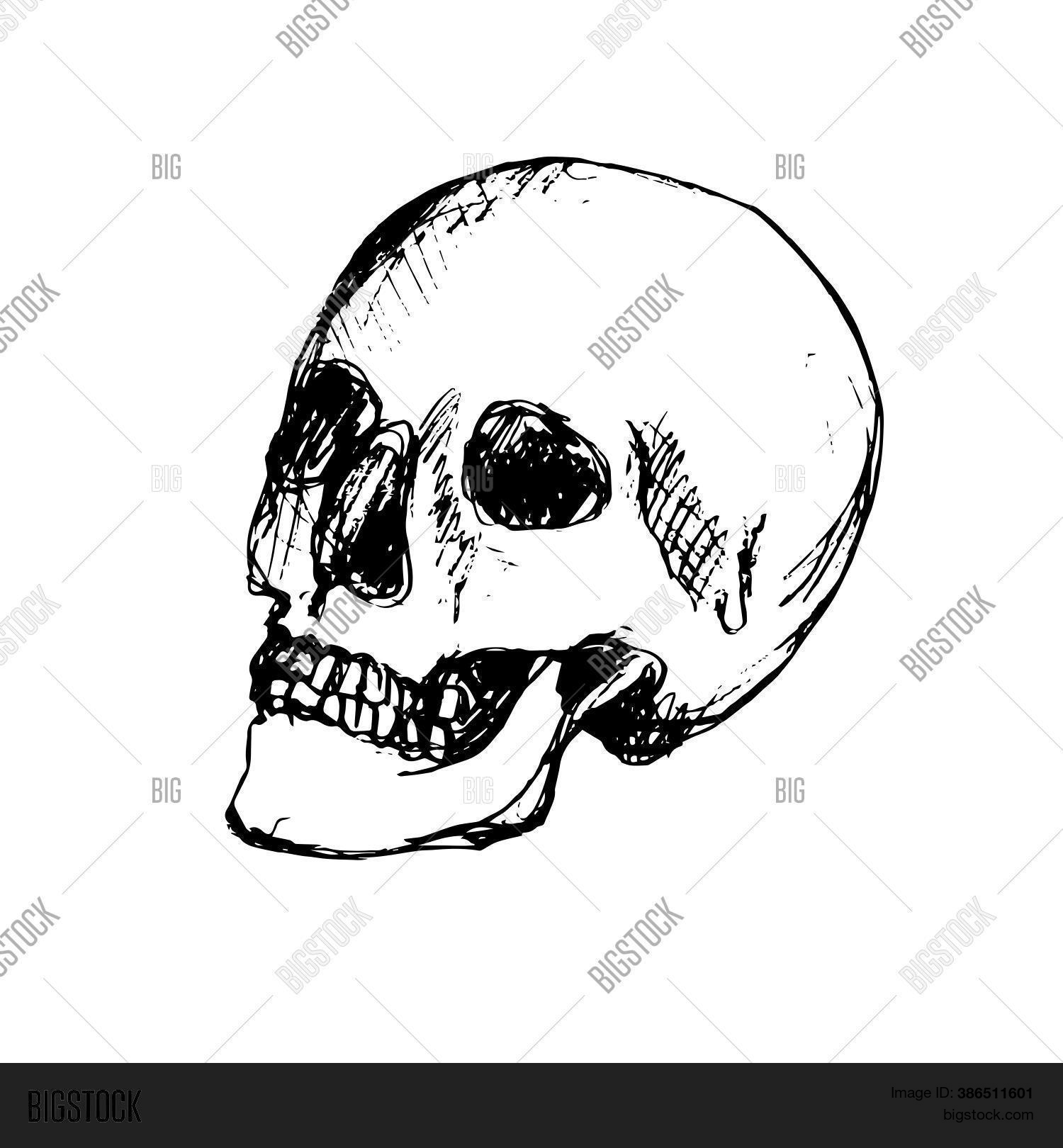 Human Skull Sketch Vector & Photo (Free Trial) | Bigstock