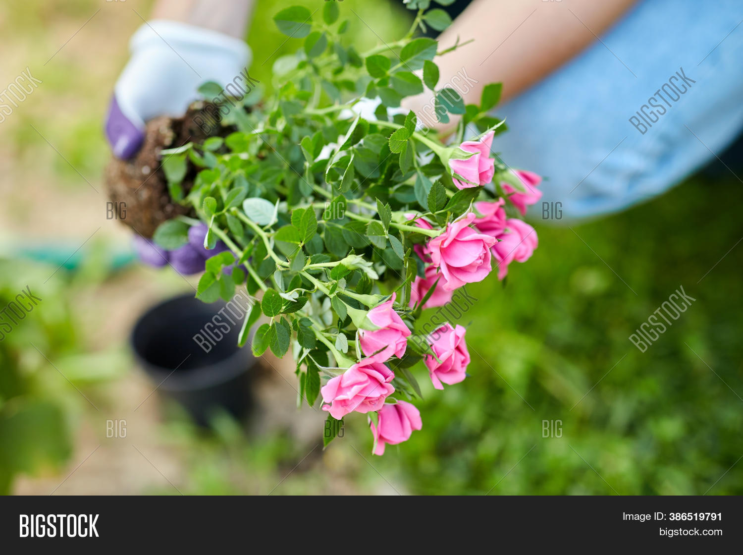 Gardening People Image & Photo (Free Trial) | Bigstock