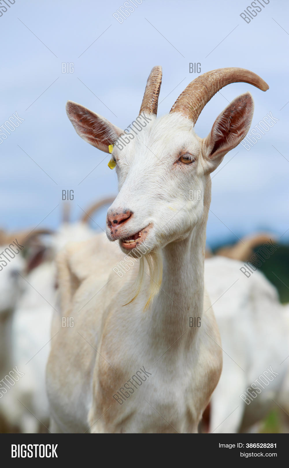 Portrait White Goat Image & Photo (Free Trial) | Bigstock