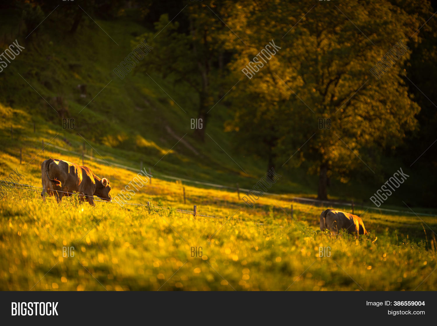 Cows Going Home Image & Photo (Free Trial) | Bigstock