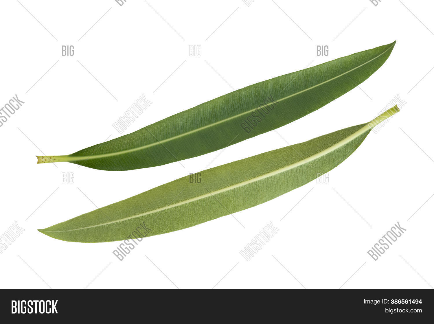 Oleander Leaf Front Image & Photo (Free Trial) | Bigstock