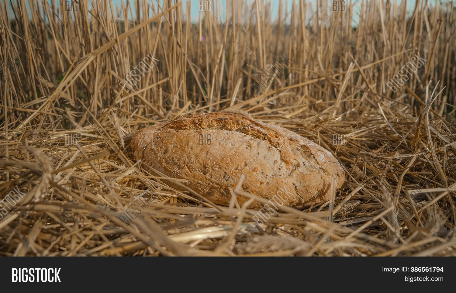 Bread Wheat Field. Image & Photo (Free Trial) | Bigstock