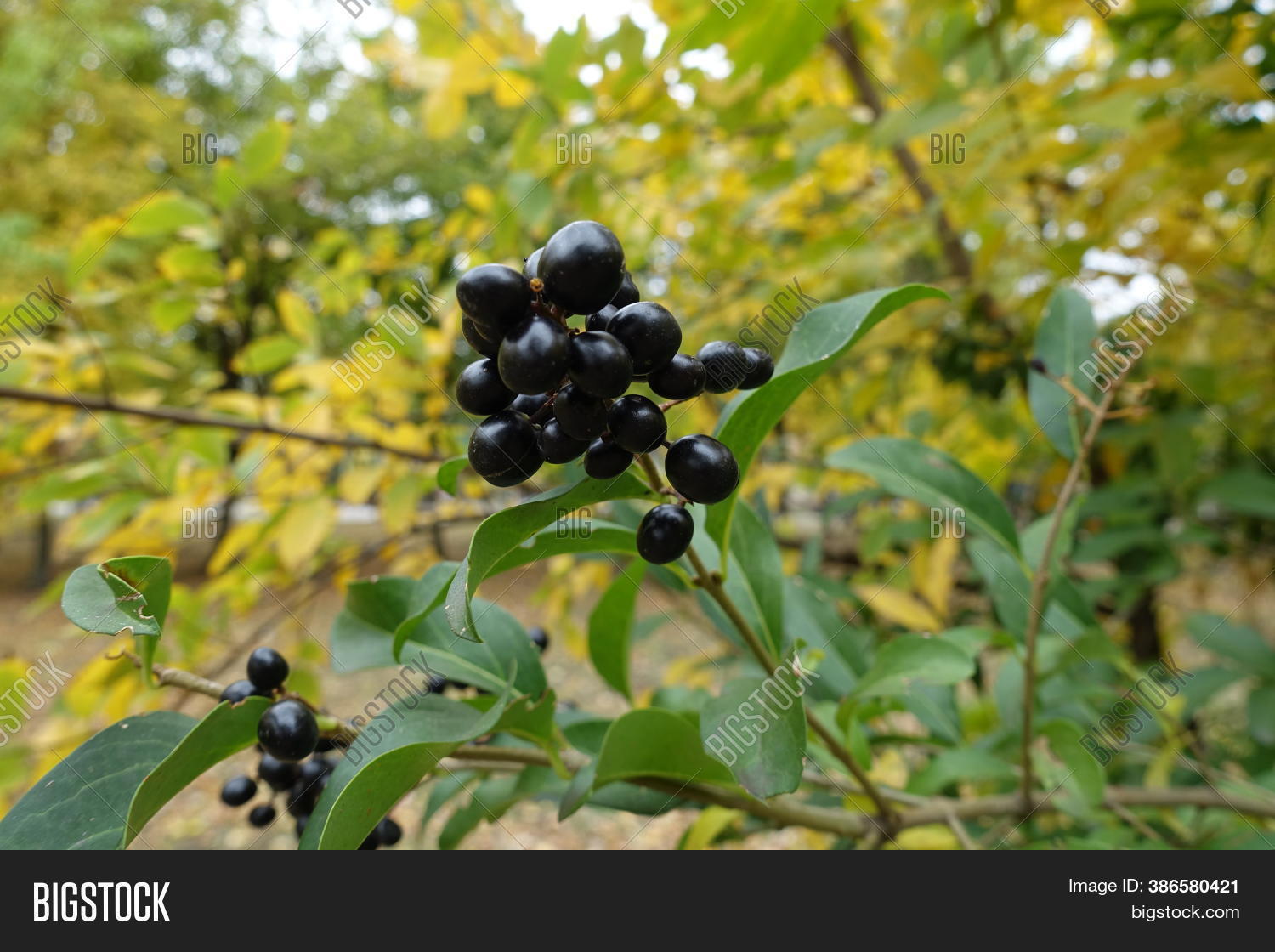 Bunch Black Berries Image & Photo (Free Trial) | Bigstock