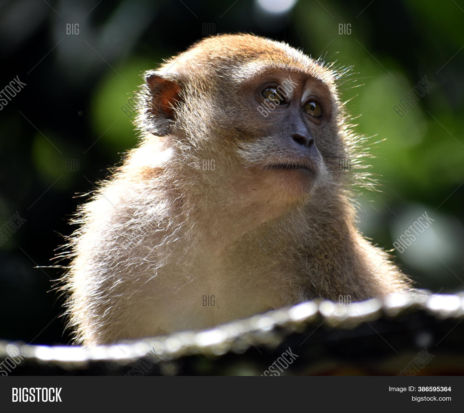 Cute Macaque Monkey On Image & Photo (Free Trial) | Bigstock