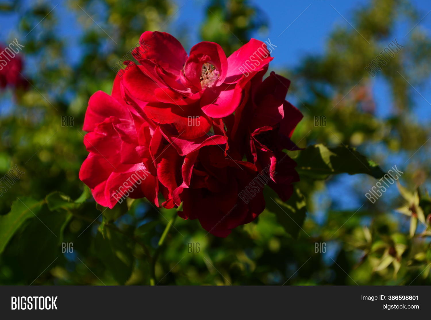 Rose Flower Blooming Image & Photo (Free Trial) | Bigstock
