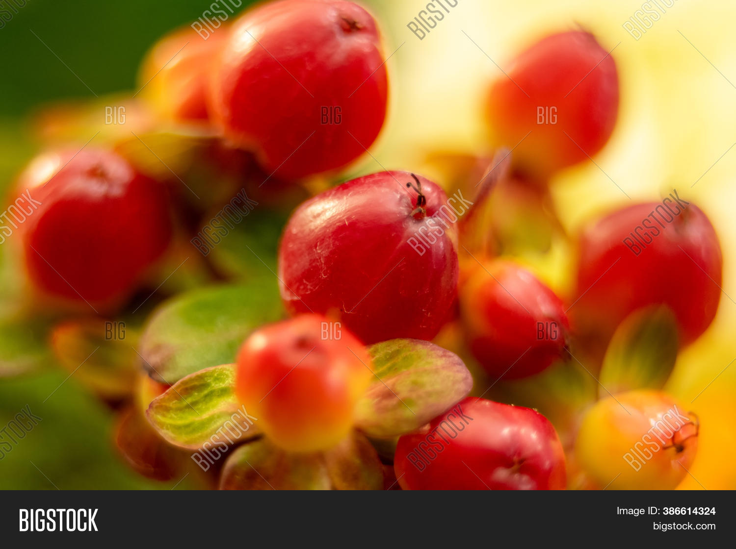 Red Berry Hypericum Image & Photo (Free Trial) | Bigstock
