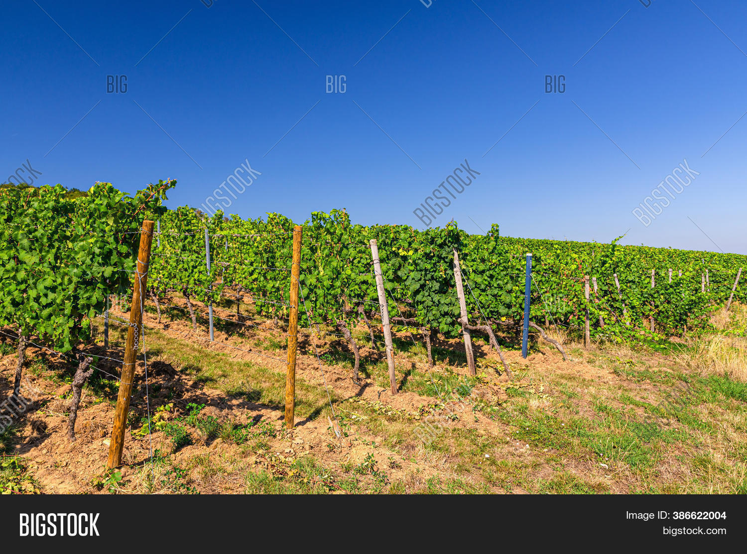 Grapevine Wooden Pole Image & Photo (Free Trial) | Bigstock