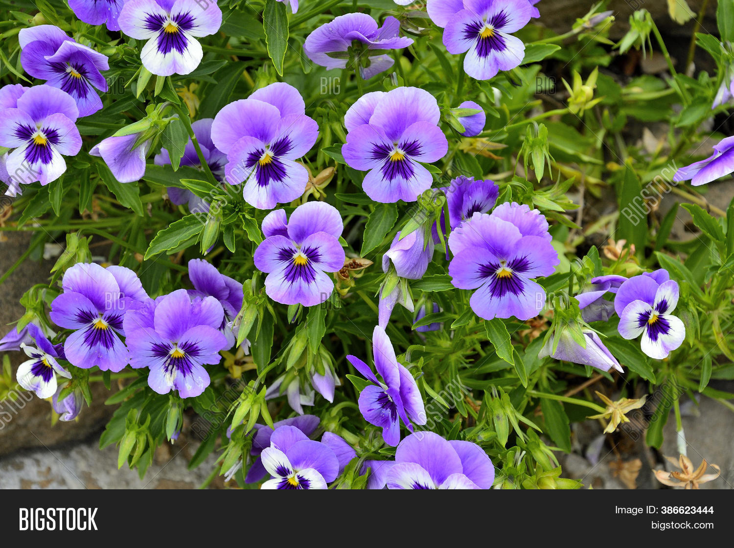 Closeup Colorful Pansy Image & Photo (Free Trial) | Bigstock