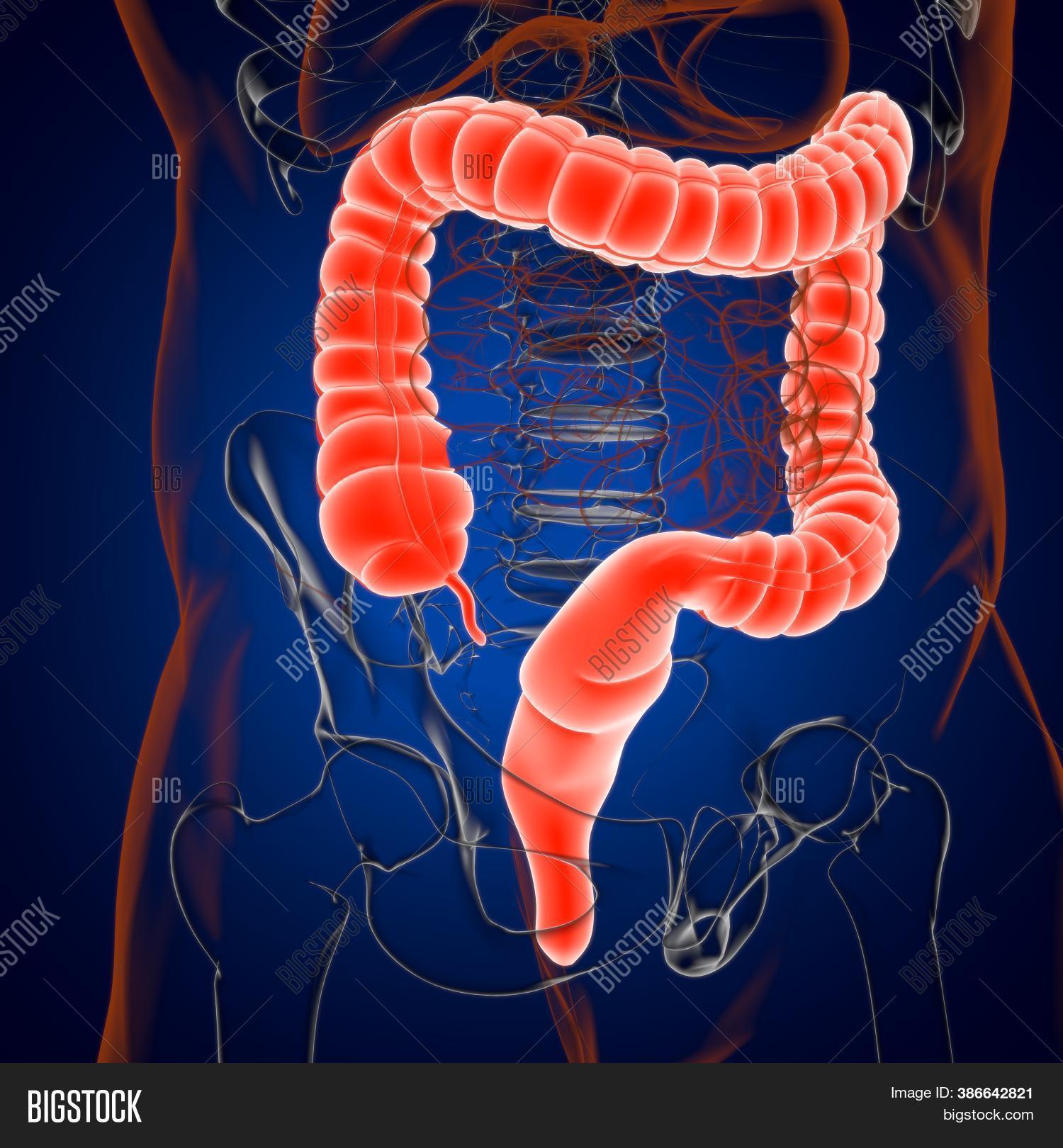 Large Intestine 3D Image & Photo (Free Trial) | Bigstock