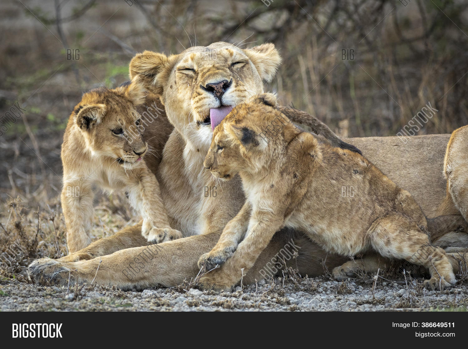 Lioness Grooming Her Image & Photo (Free Trial) | Bigstock