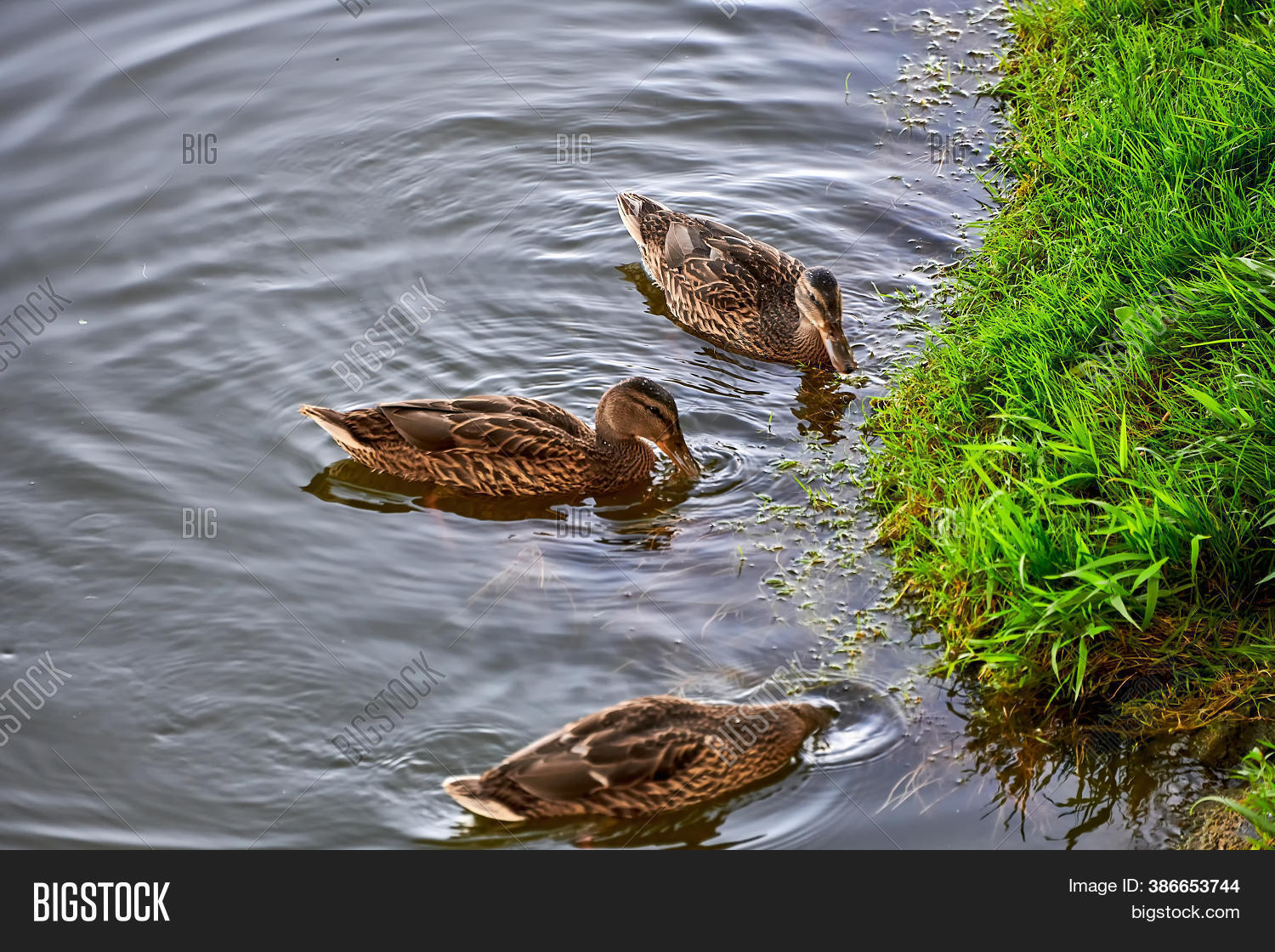 Duck Feeds Water Image & Photo (Free Trial) | Bigstock