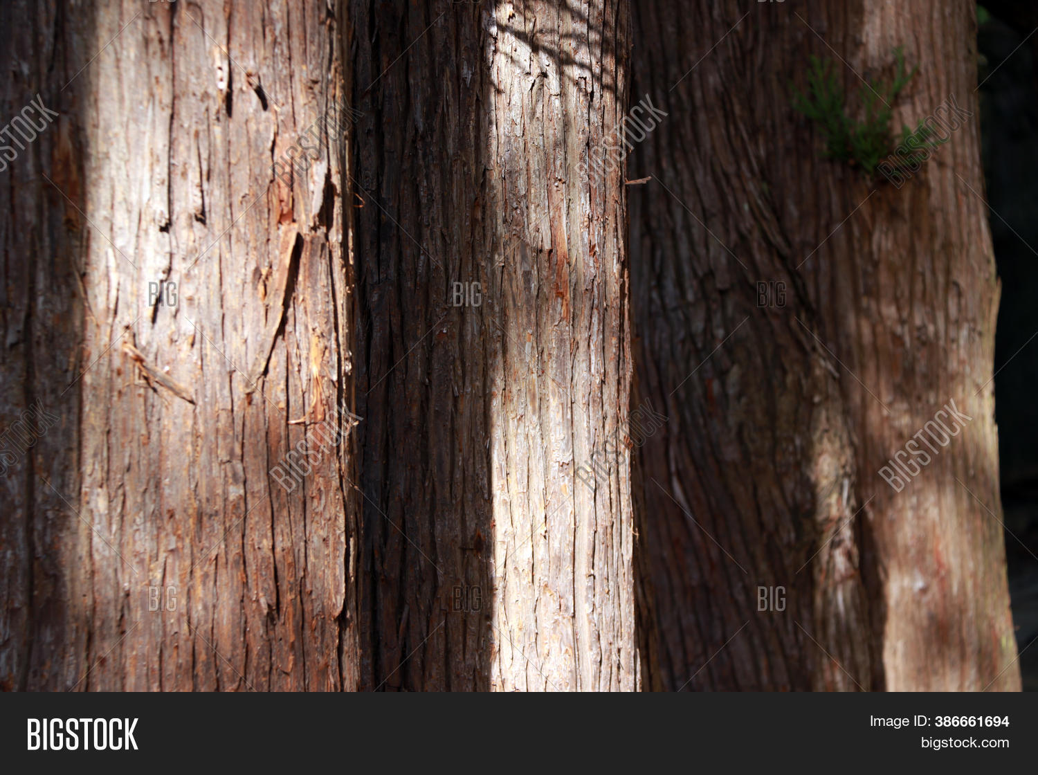 Row Pine Trunk On Image & Photo (Free Trial) | Bigstock
