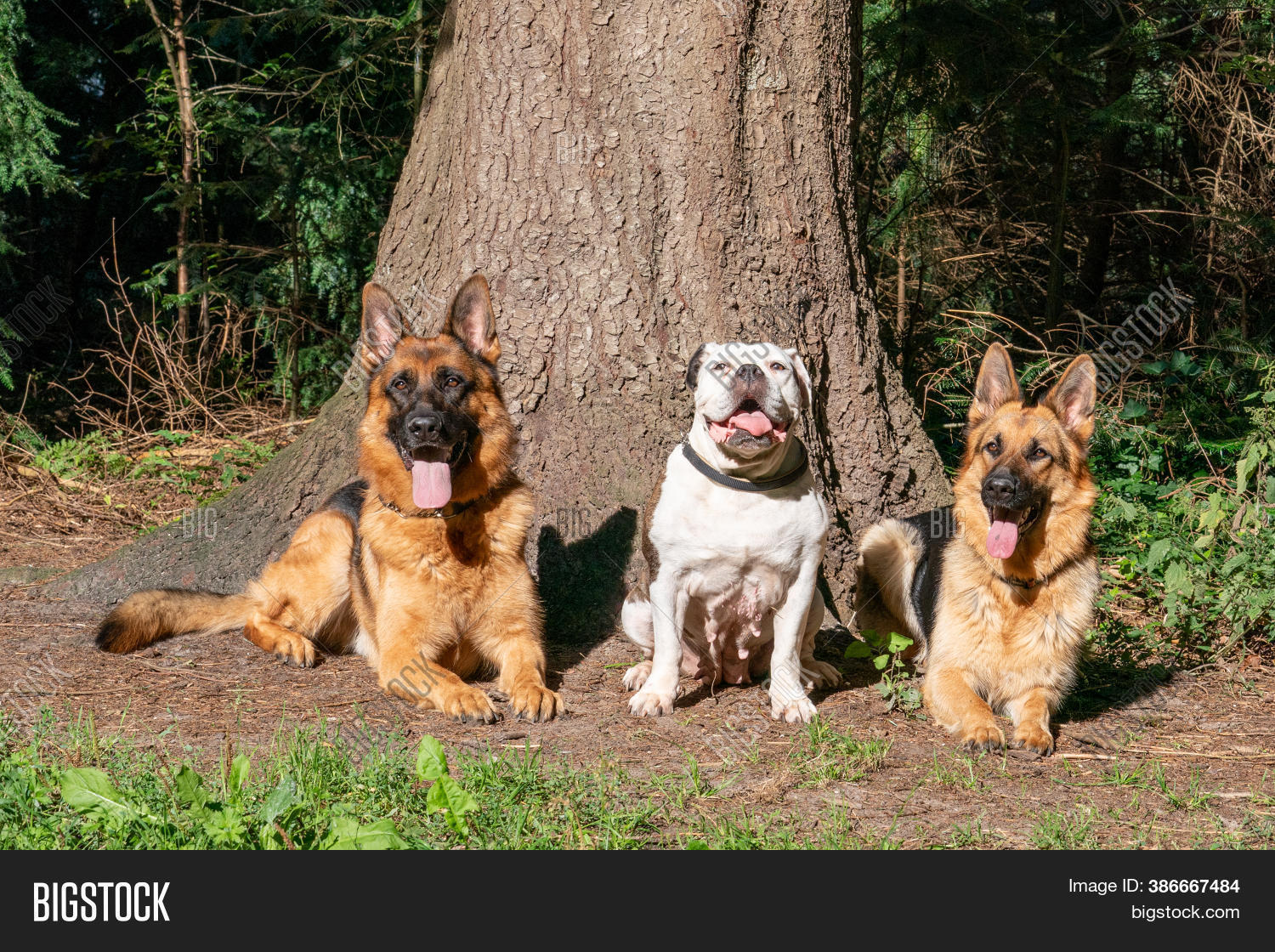 Three Dogs Woods, Two Image & Photo (Free Trial) | Bigstock