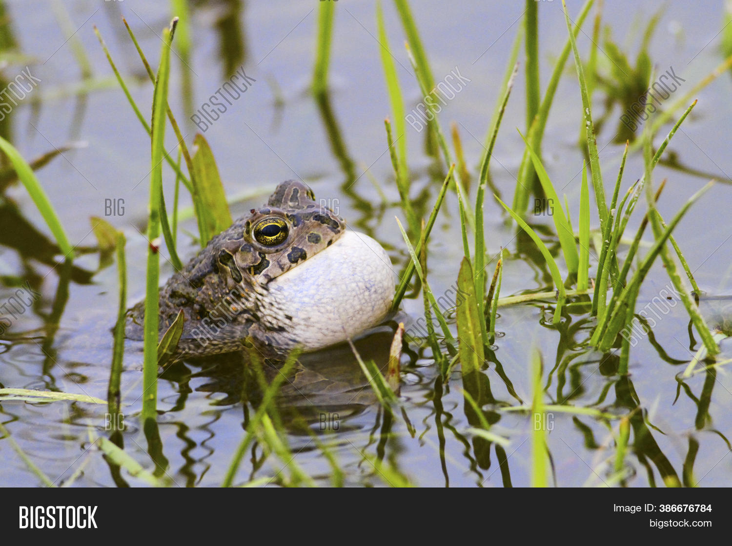 European Green Toad Image & Photo (Free Trial) | Bigstock