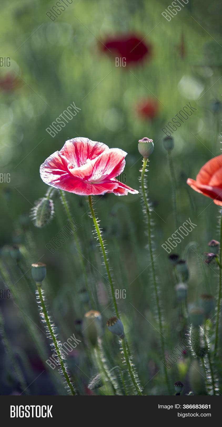 Pink Poppy On Image & Photo (Free Trial) | Bigstock