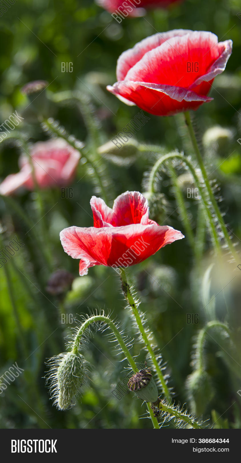Pink Poppy On Image & Photo (Free Trial) | Bigstock
