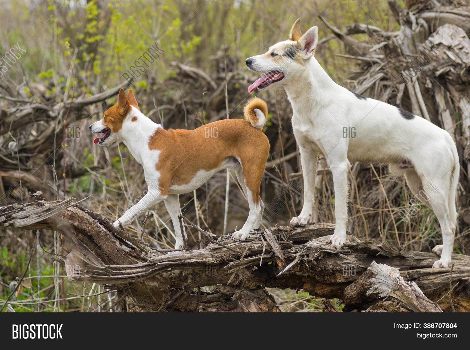 Treeing Feist Is A Mixed Breed