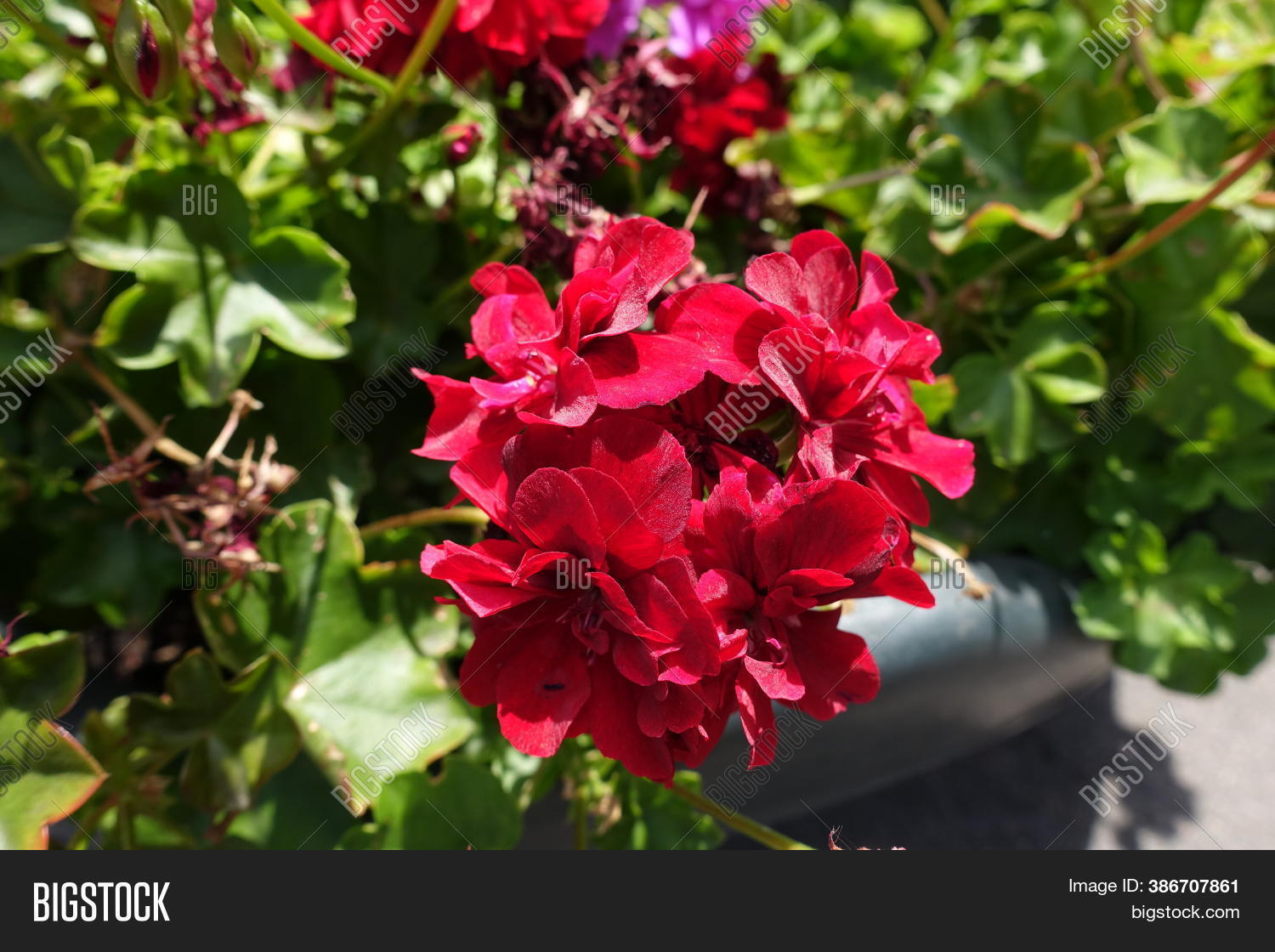 Close Shot Red Flowers Image & Photo (Free Trial) | Bigstock